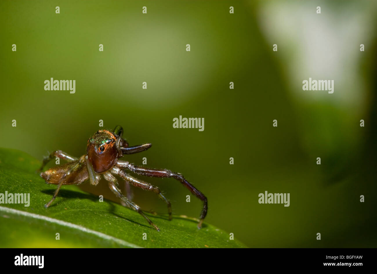 A colorful tropical jumping spider preparing to jump Stock Photo - Alamy