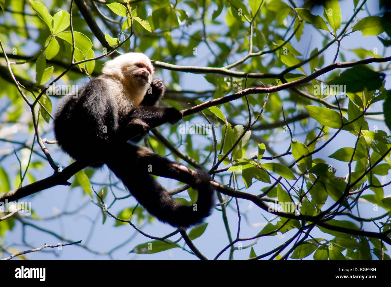White-headed capuchin monkey (Cebus capucinus) feeding Stock Photo - Alamy