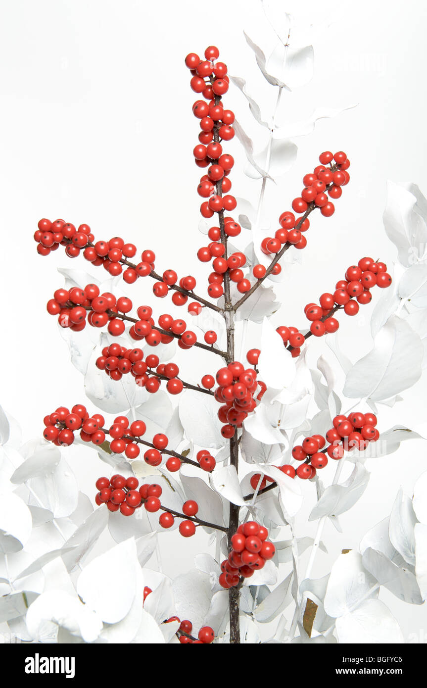 Red Ilex berries on white Stock Photo - Alamy
