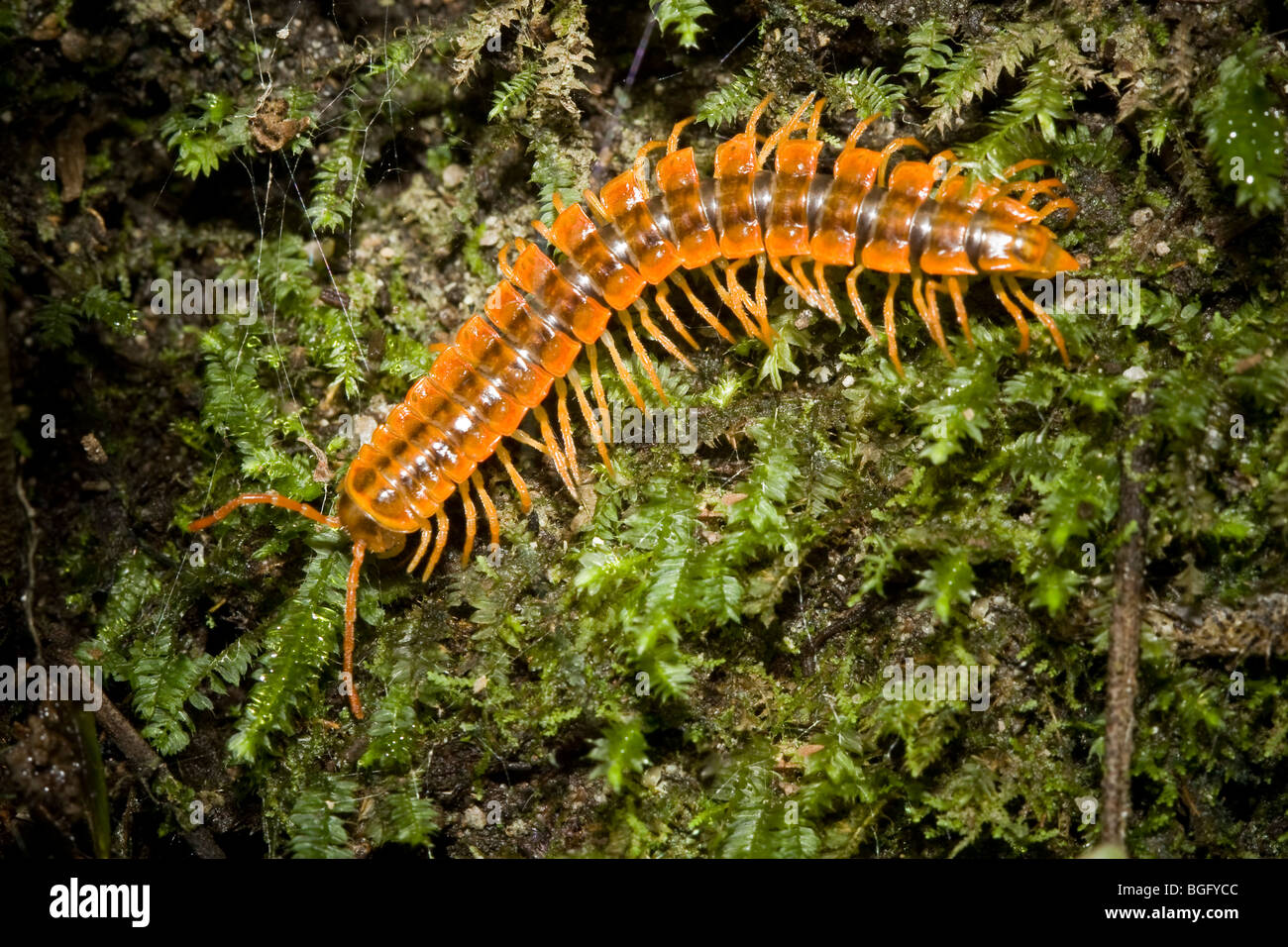 Tropical millipede crawling over moss. Photographed in Costa Rica Stock ...