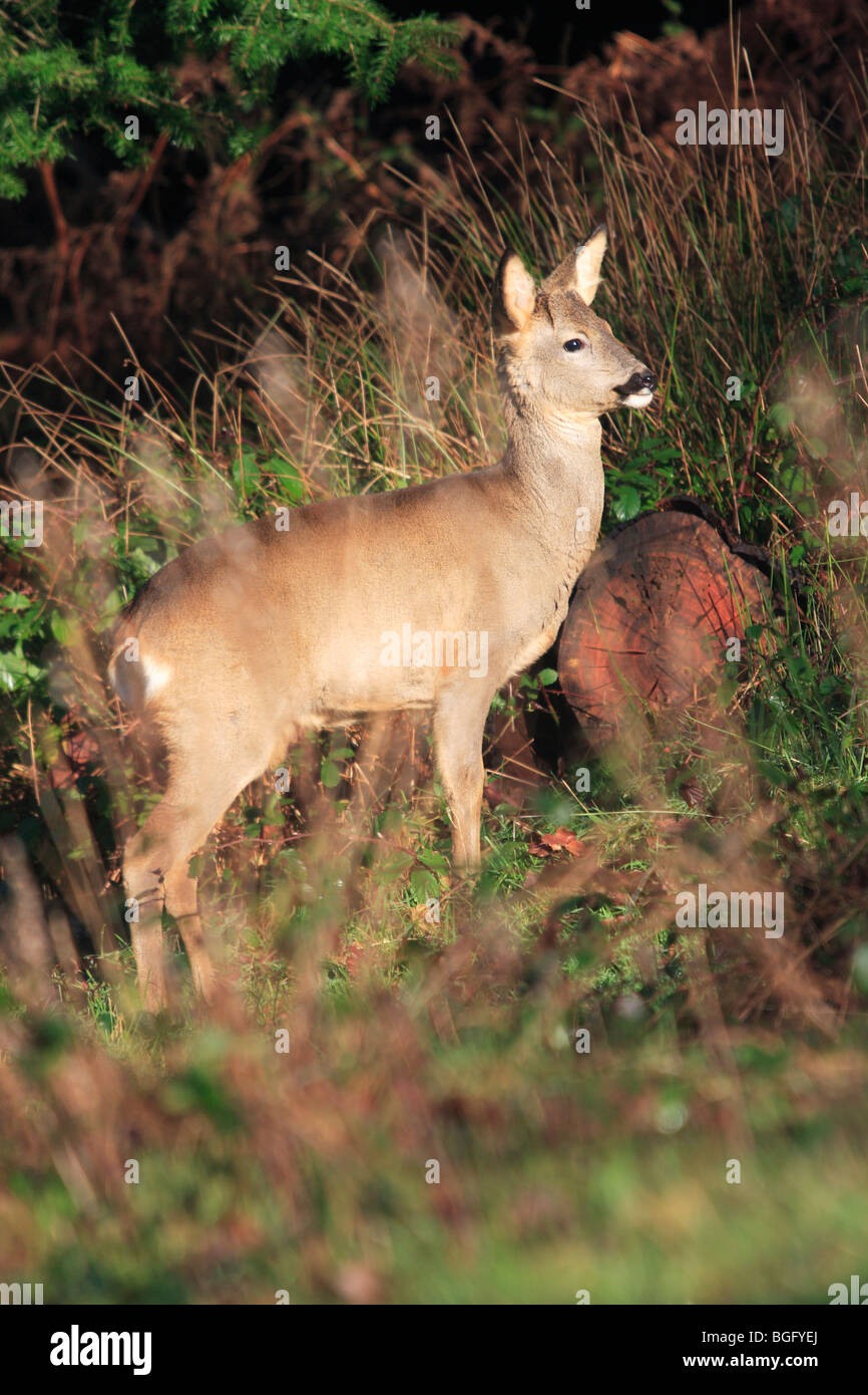 Young Roe Buck (Capreolus capreolus Stock Photo - Alamy