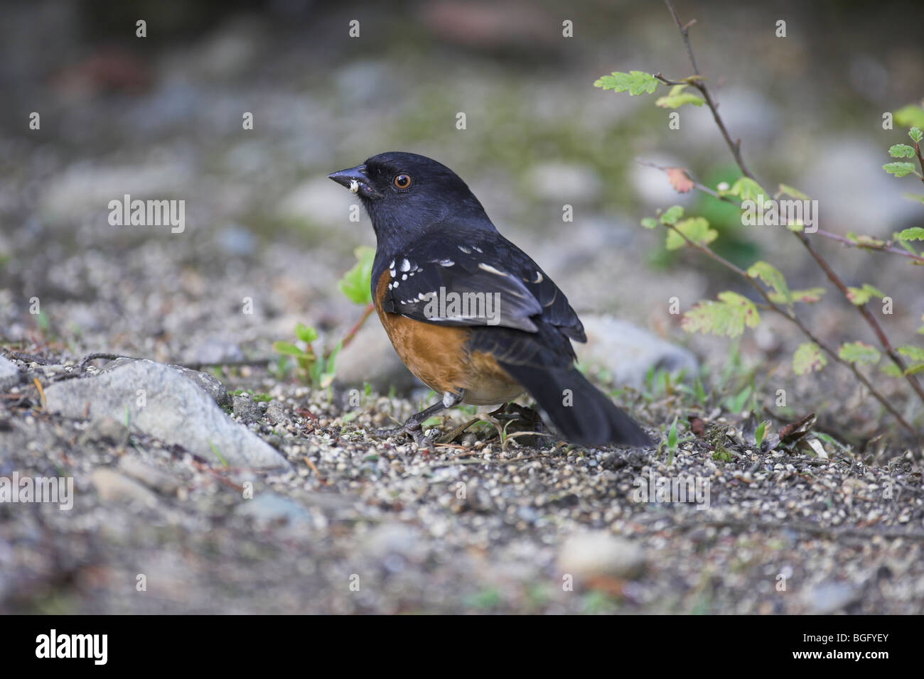 Spotted towhee female hi-res stock photography and images - Alamy