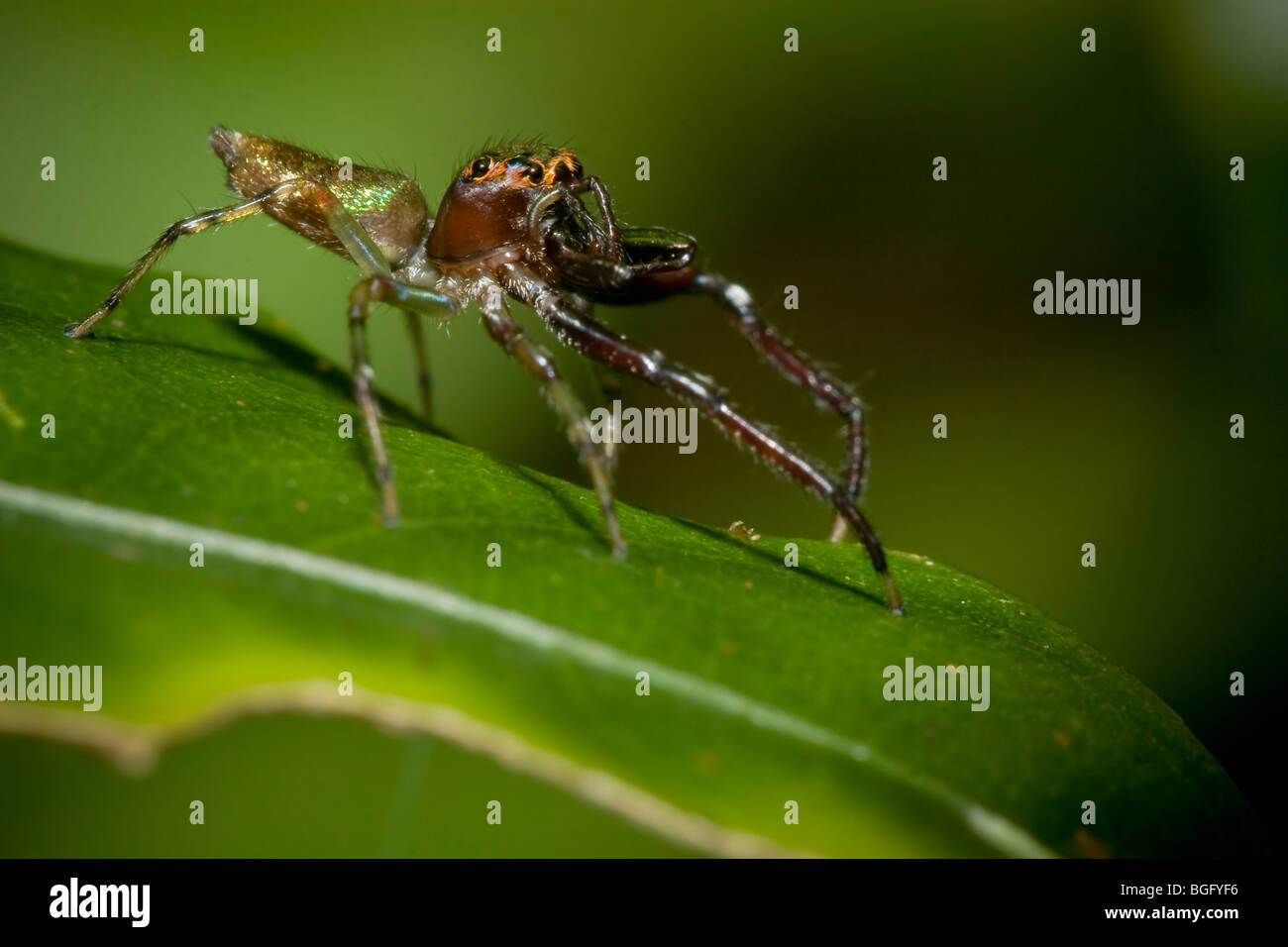 A colorful tropical jumping spider Stock Photo - Alamy