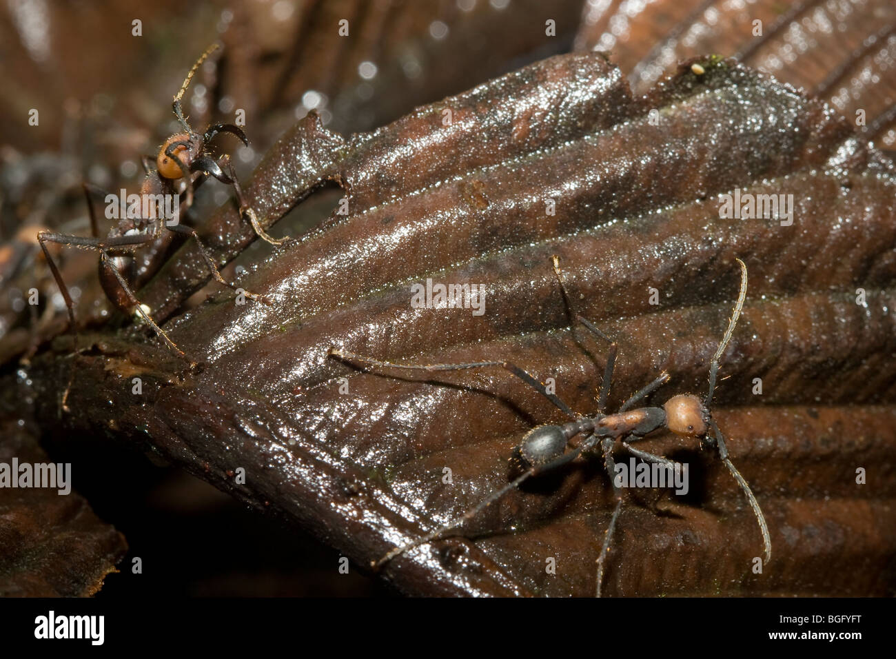 Army ants, order Hymenoptera, family Formicidae. Photographed in Costa ...