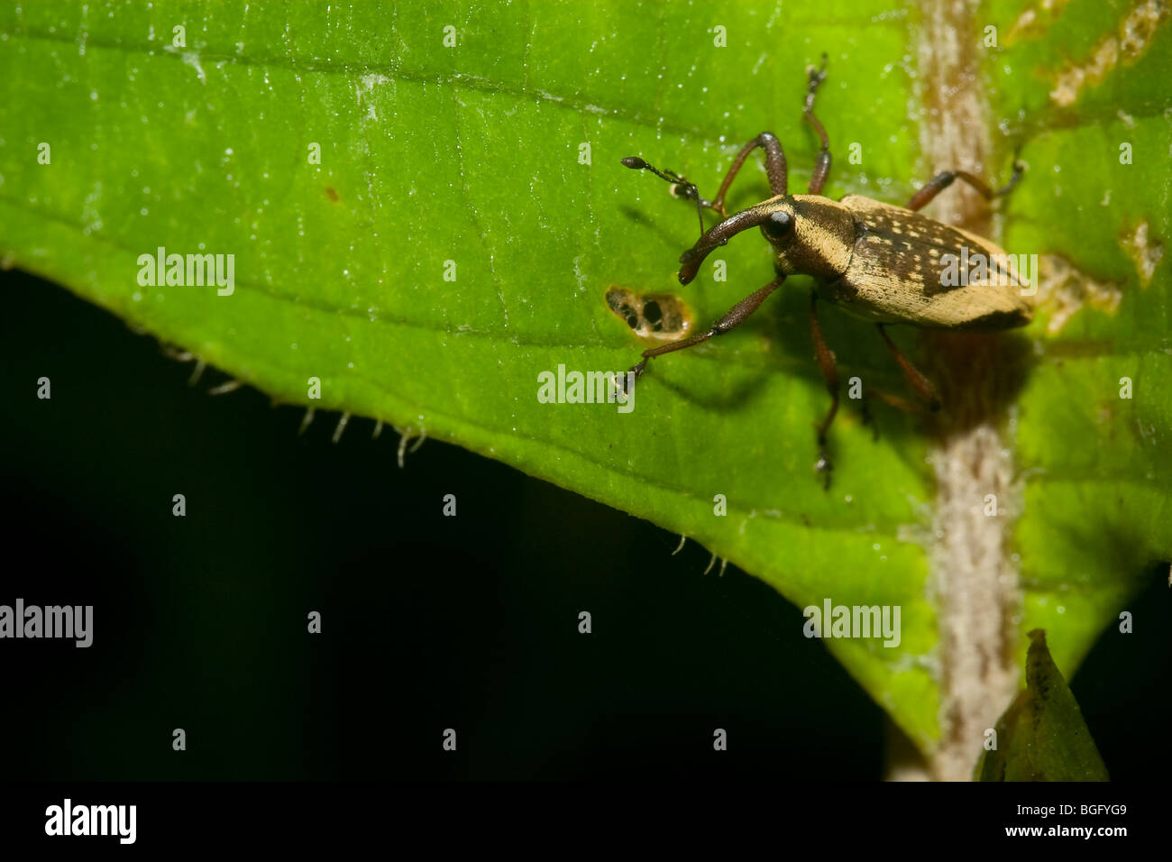 Weevil costa rica hi-res stock photography and images - Alamy