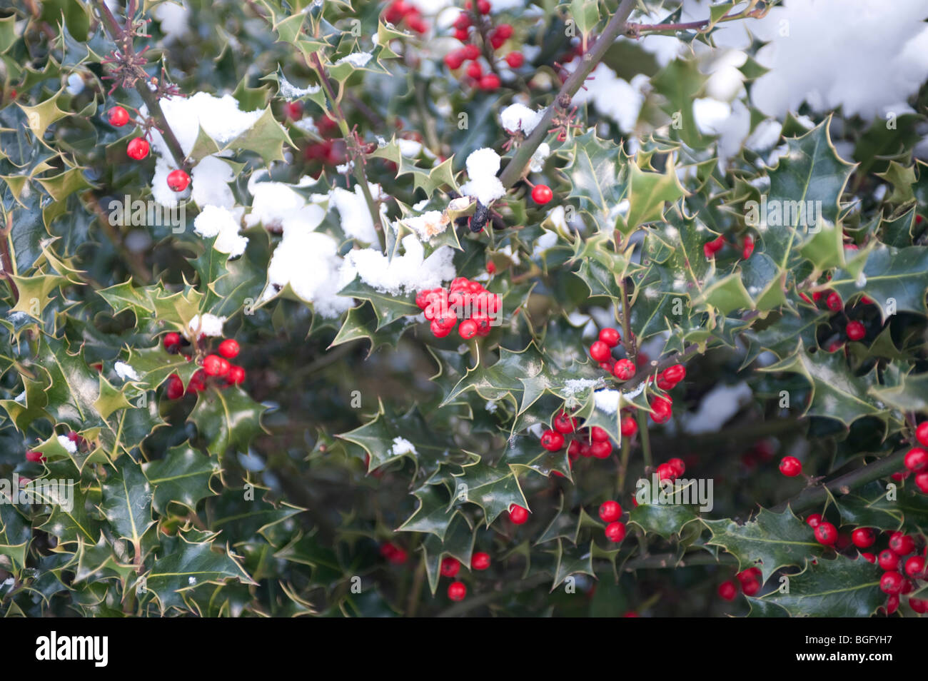 Bush holly bush hi-res stock photography and images - Alamy
