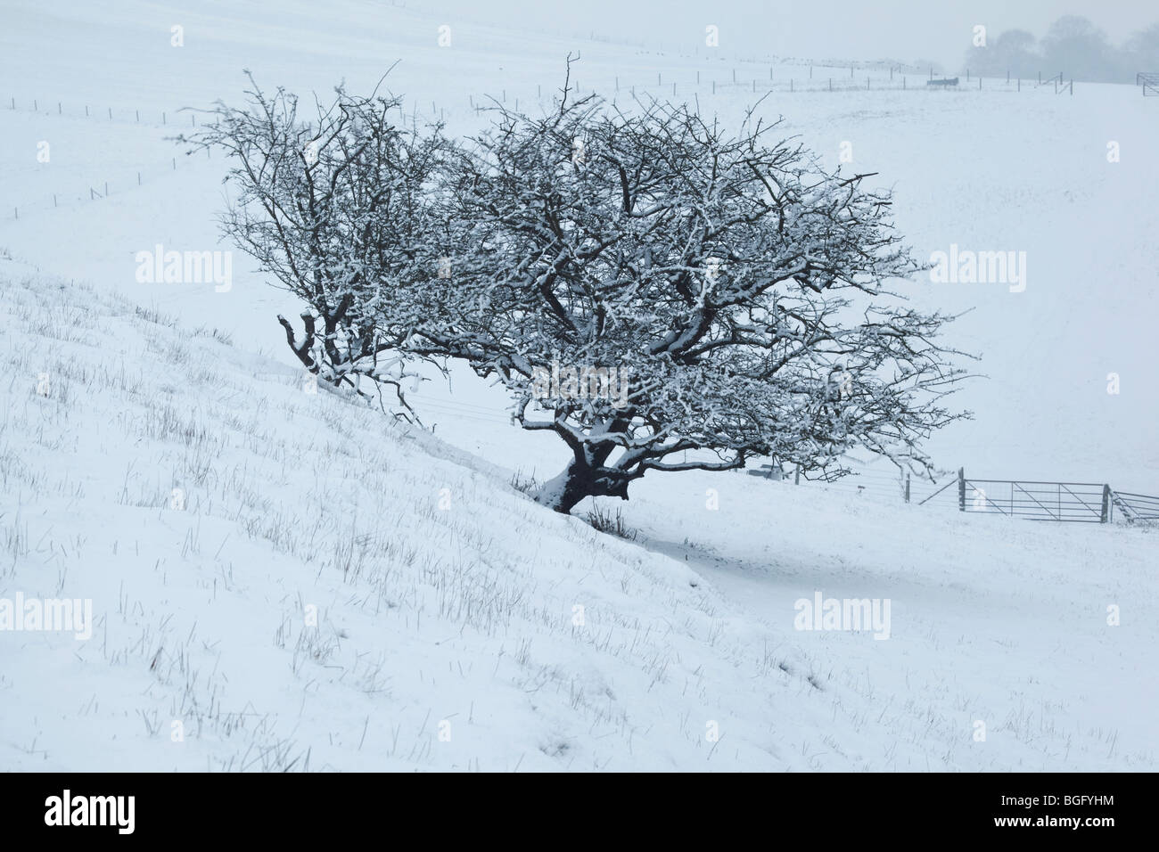 Hawthorn tree winter uk hi-res stock photography and images - Alamy