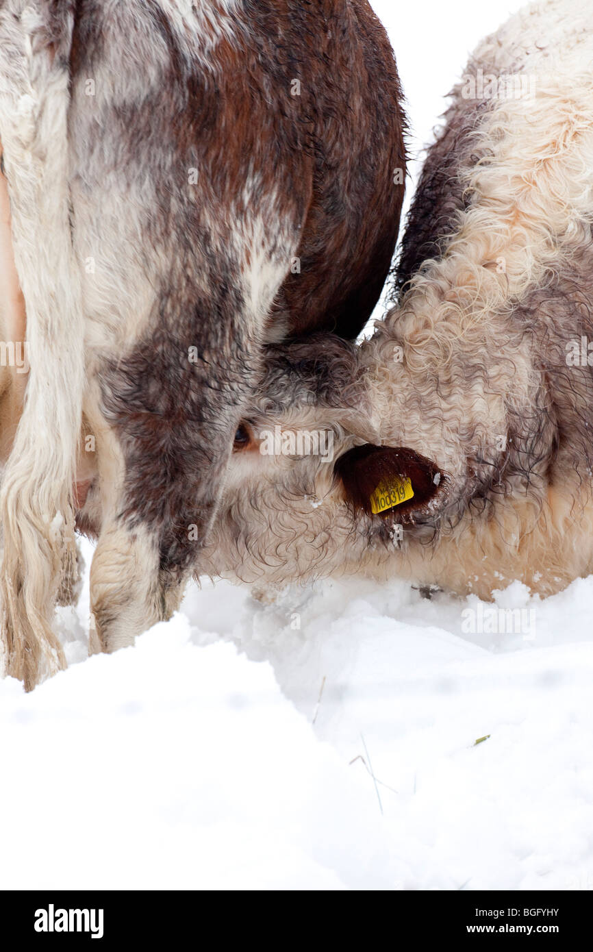 Short Horn Cattle High Resolution Stock Photography and Images - Alamy