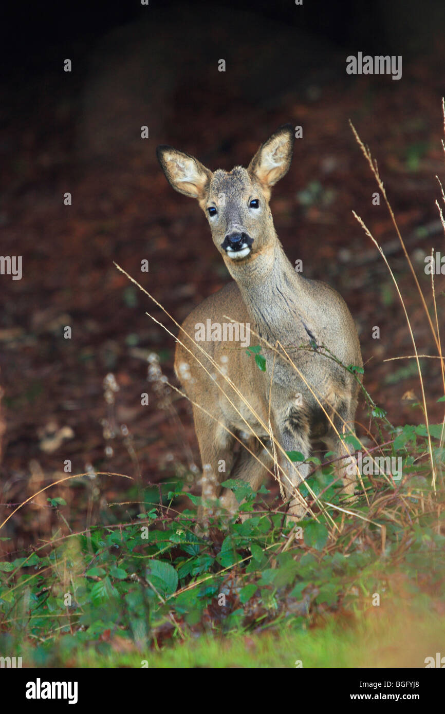 Young Roe Buck (Capreolus capreolus Stock Photo - Alamy