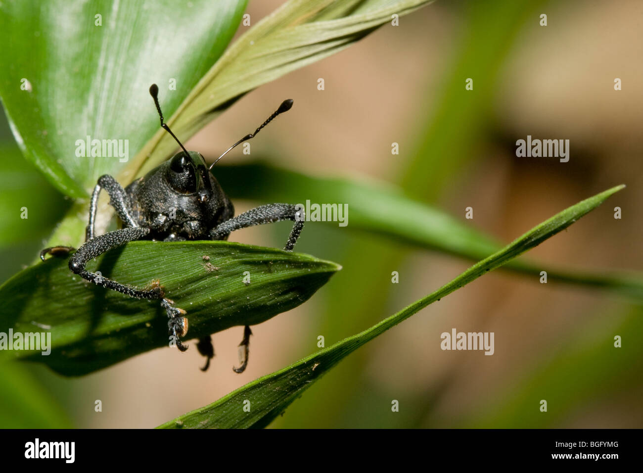 Weevil costa rica hi-res stock photography and images - Alamy