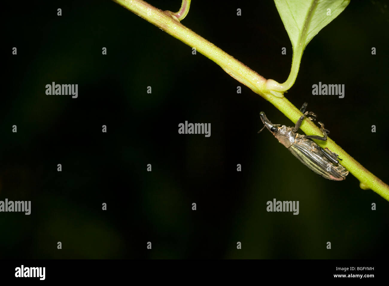 Weevil costa rica hi-res stock photography and images - Alamy