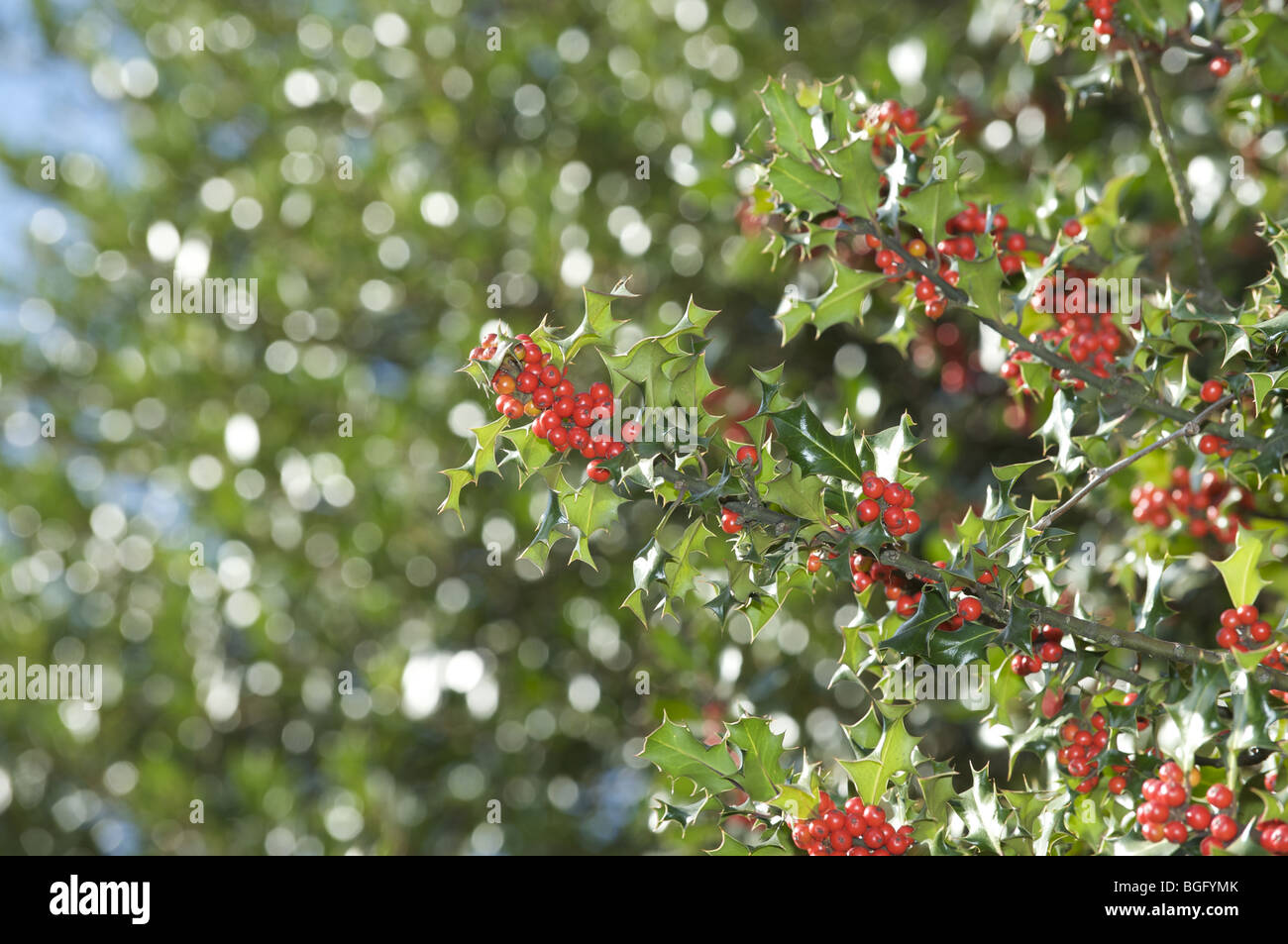 Deciduous holly hi-res stock photography and images - Alamy