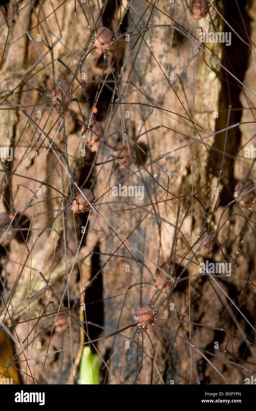 Harvestman opilionid aggregation hi-res stock photography and images ...