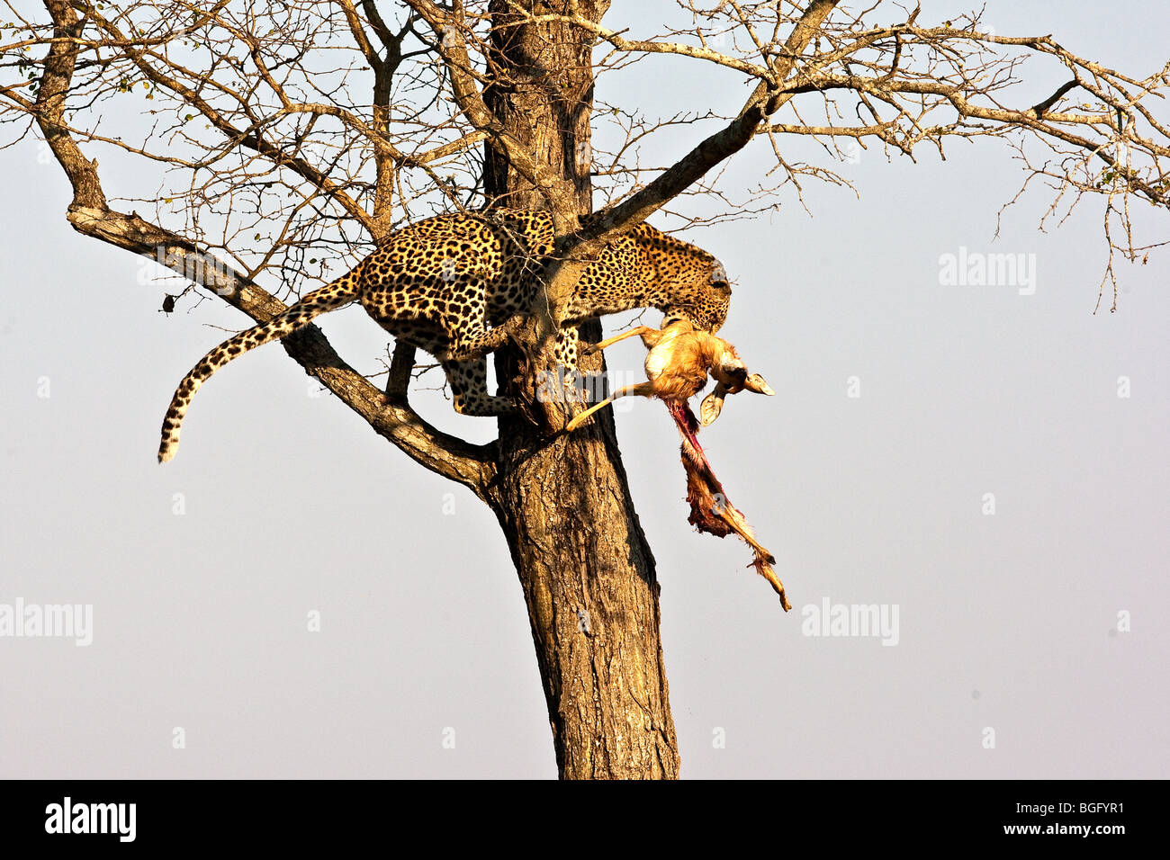 Leopard hiding prey in tree Stock Photo - Alamy