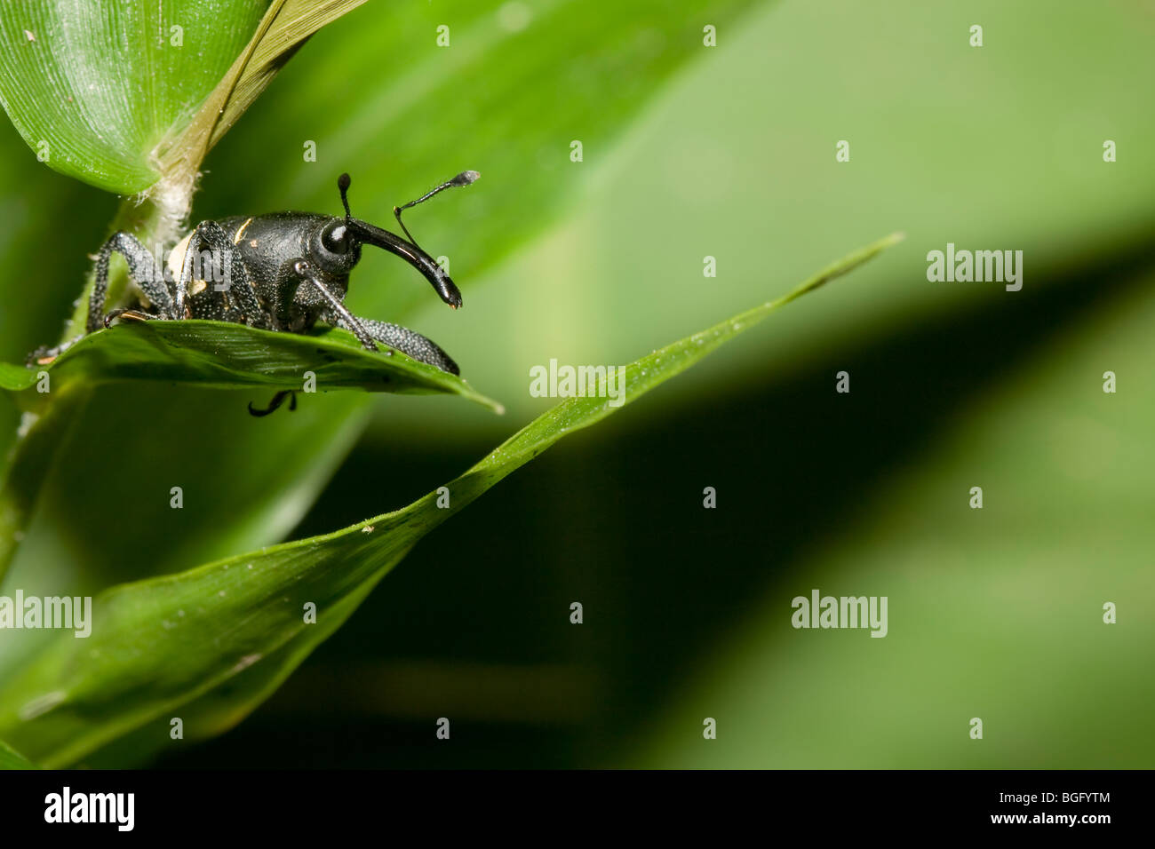 Weevil costa rica hi-res stock photography and images - Alamy