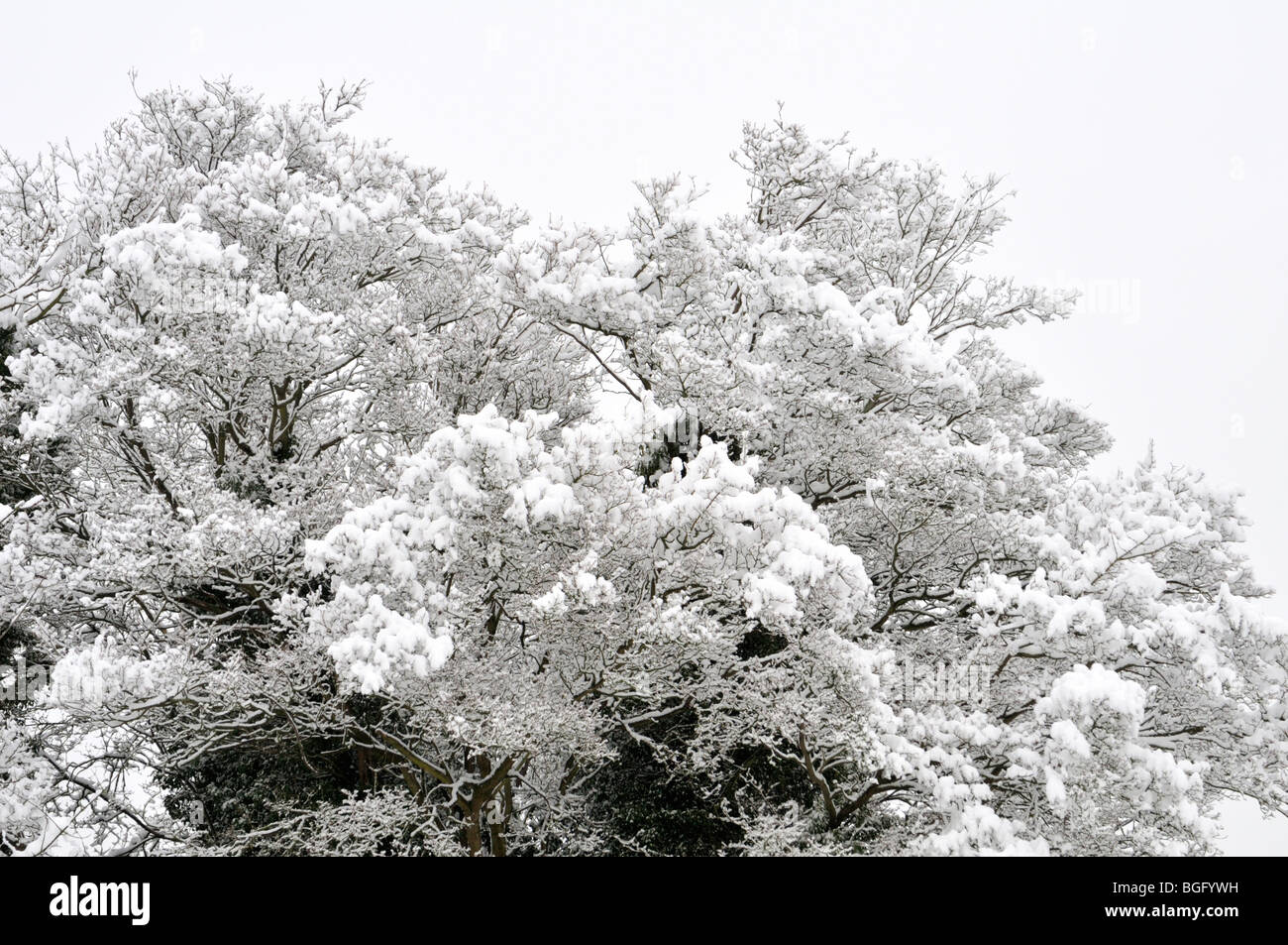 Snow ladened tree in England, UK. January 2010 Stock Photo - Alamy