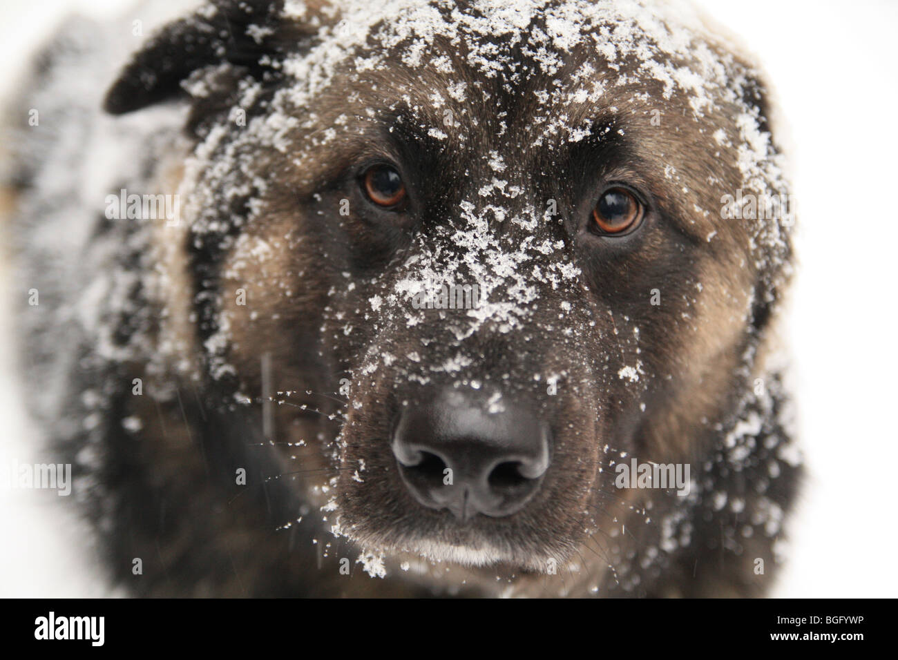 Face of a Norwegian Elkhound and German Shepherd mix in the snow Stock ...