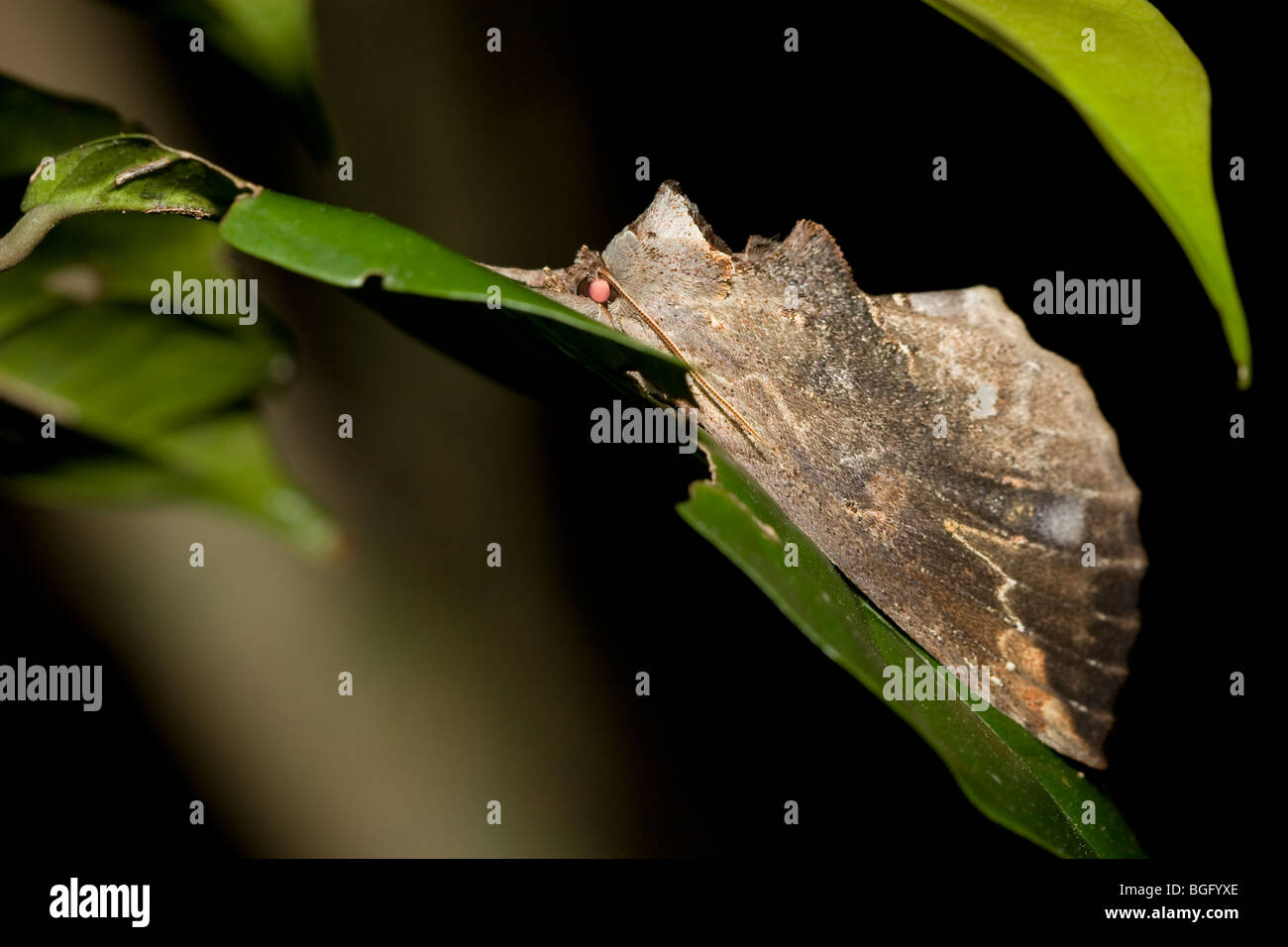 Moth at rest with eyeshine Stock Photo - Alamy