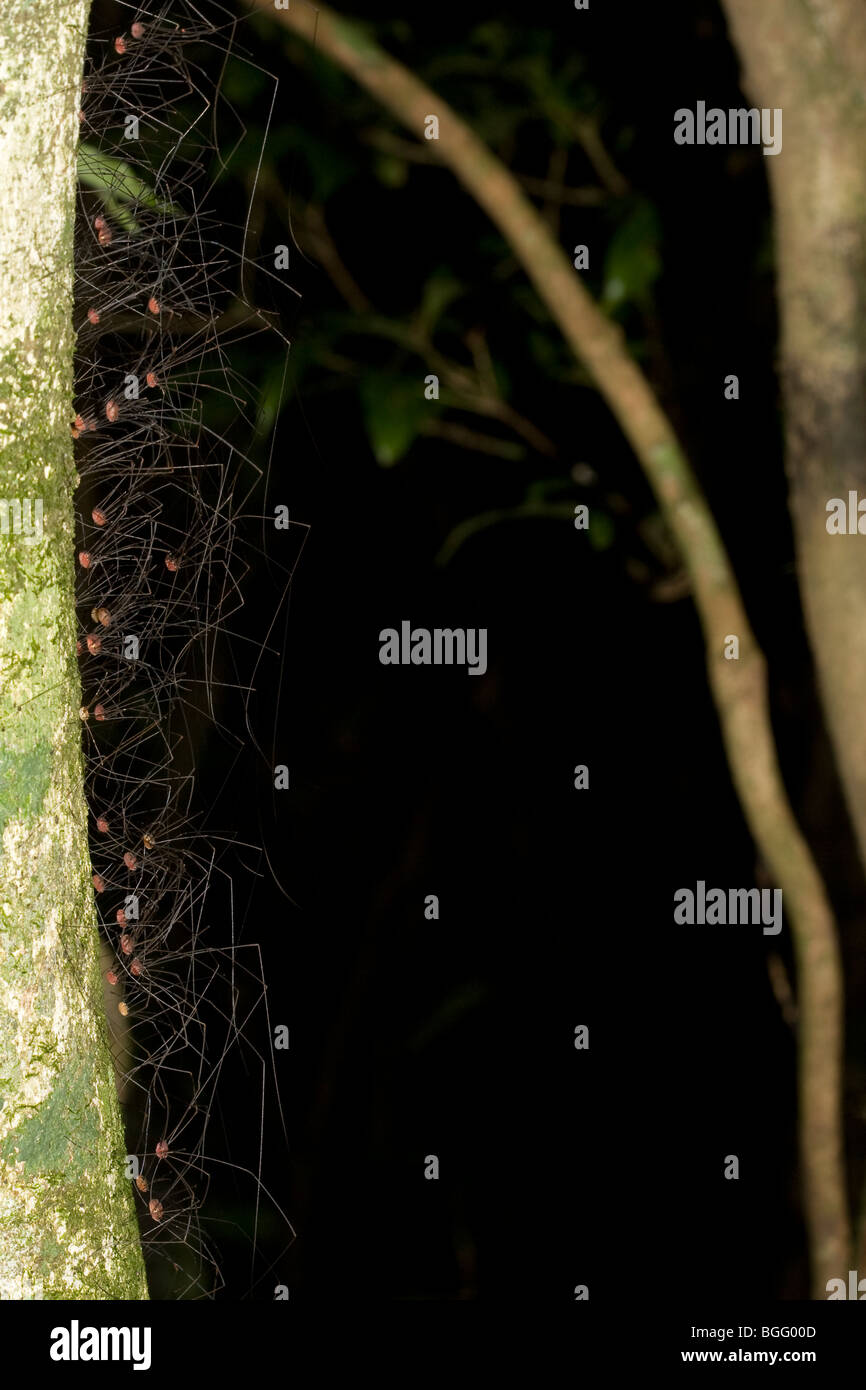 Group of harvestmen (order Opiliones) in the cloud forests of ...