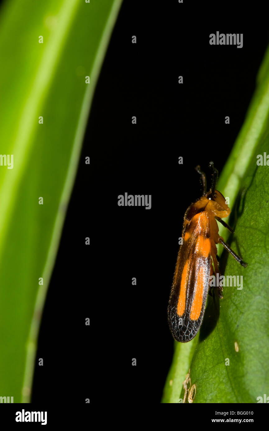 Tropical froghopper, order Hemiptera, family Cercopidae. Photographed ...