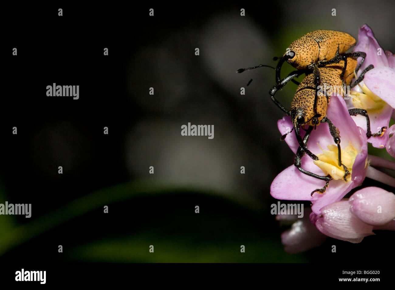 Mating weevils, family Curculionidae Stock Photo - Alamy