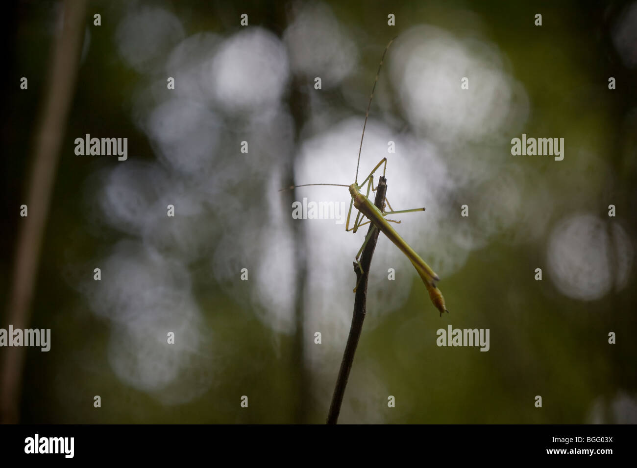 Climbing stick insect Stock Photo - Alamy