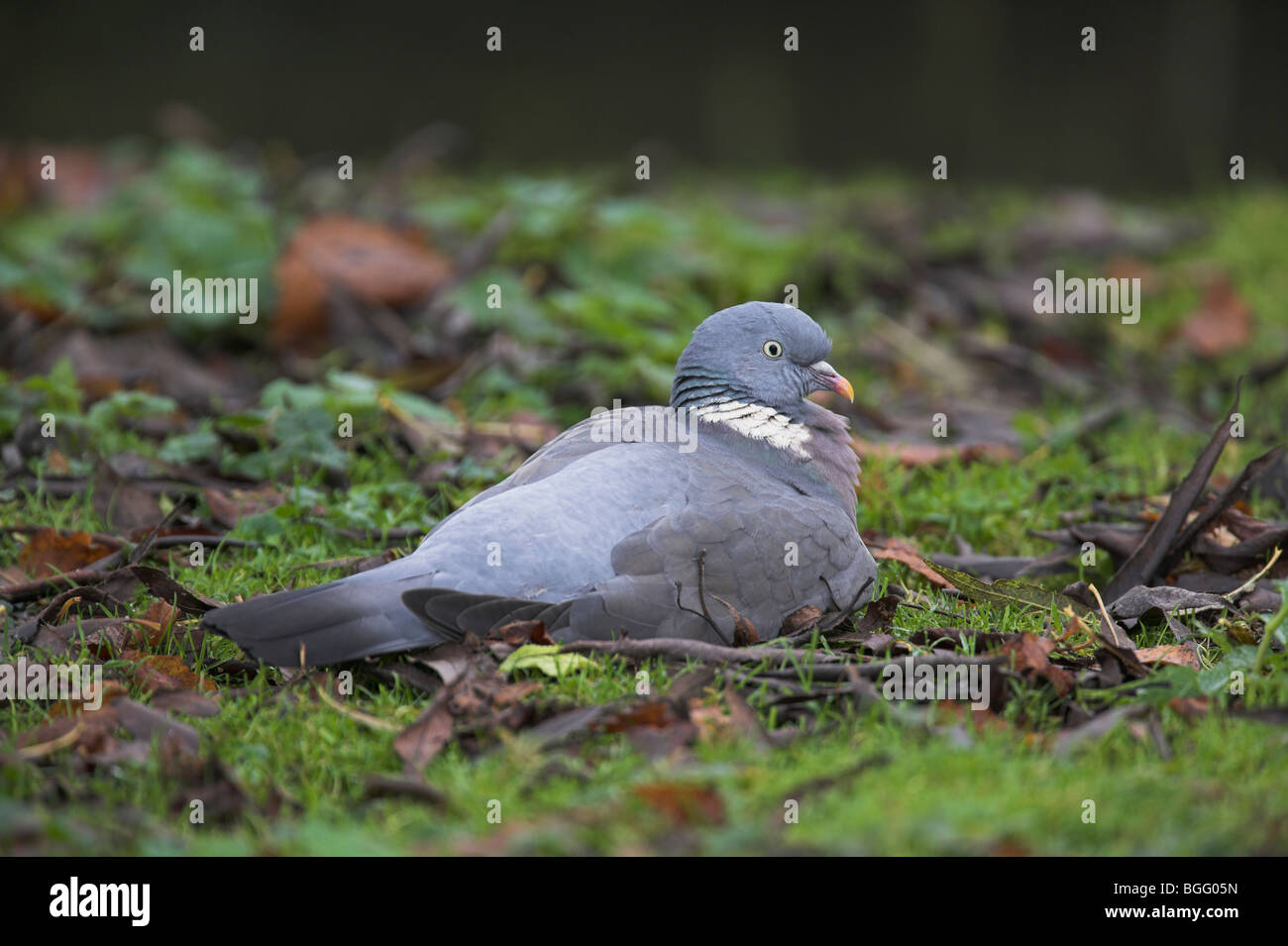 Pigeon laying on the ground hi-res stock photography and images - Alamy