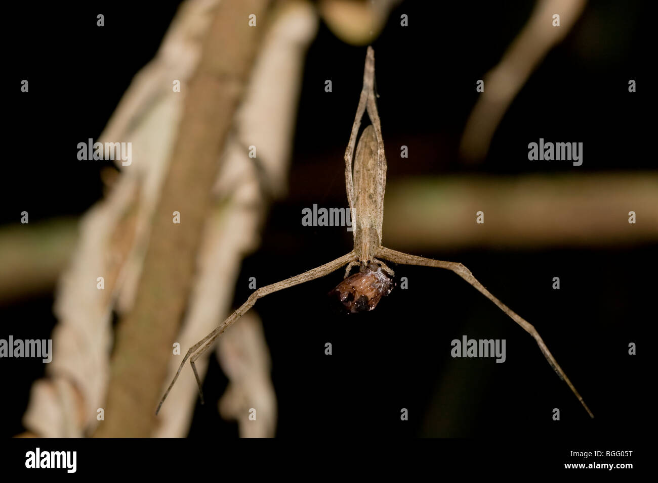 Ogre faced spider hi-res stock photography and images - Alamy