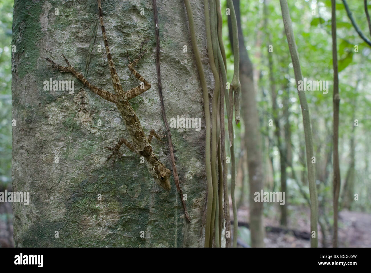 Blue-eyed anole lizard (Anolis woodi) in the cloud forests of ...