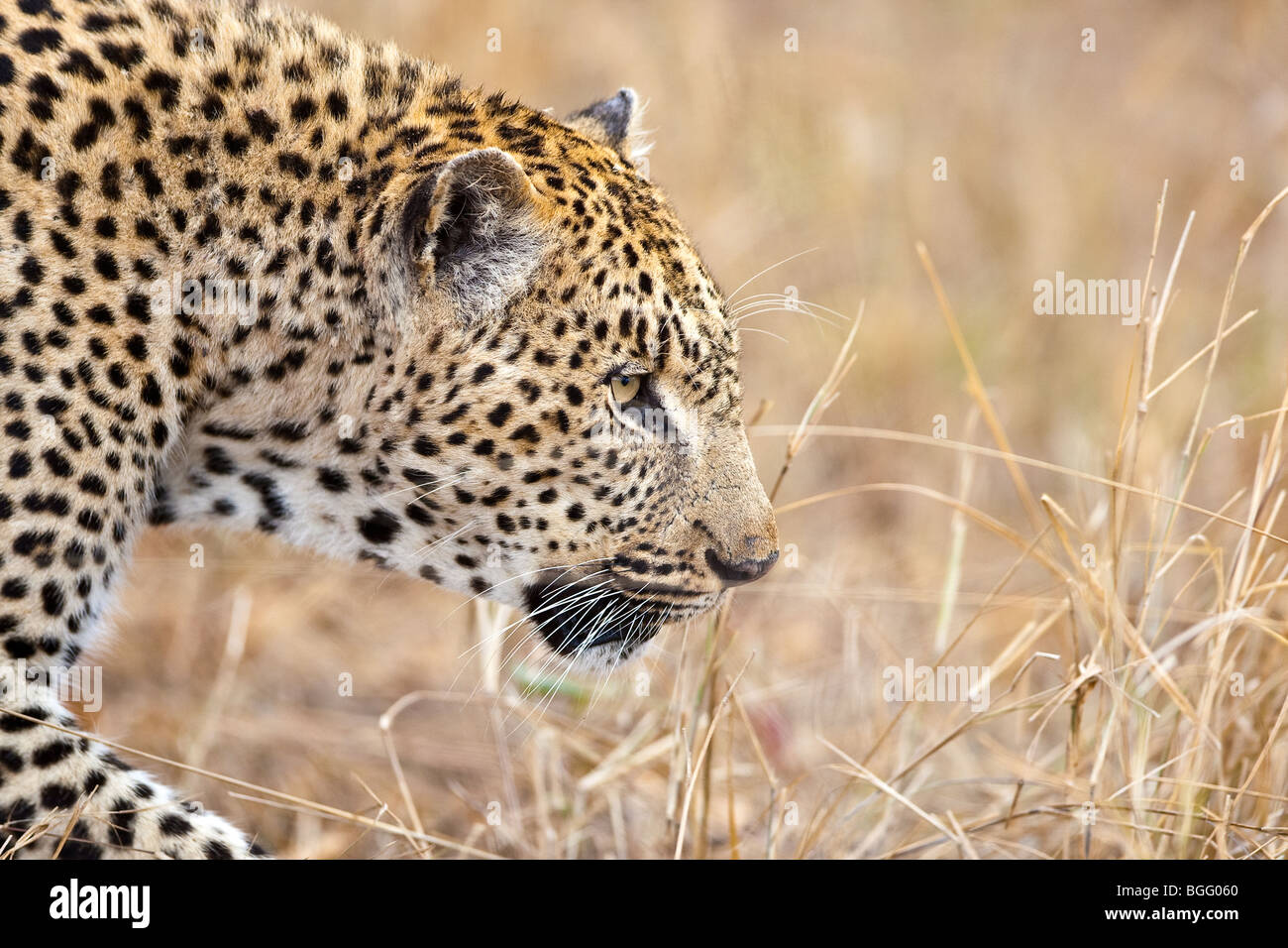 Leopard head hi-res stock photography and images - Alamy