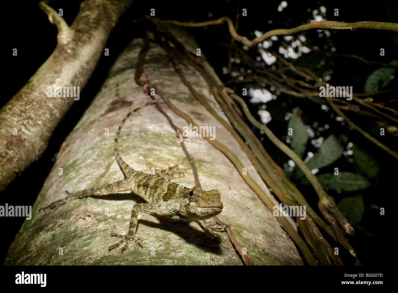 Blue eyed lizard hi-res stock photography and images - Alamy