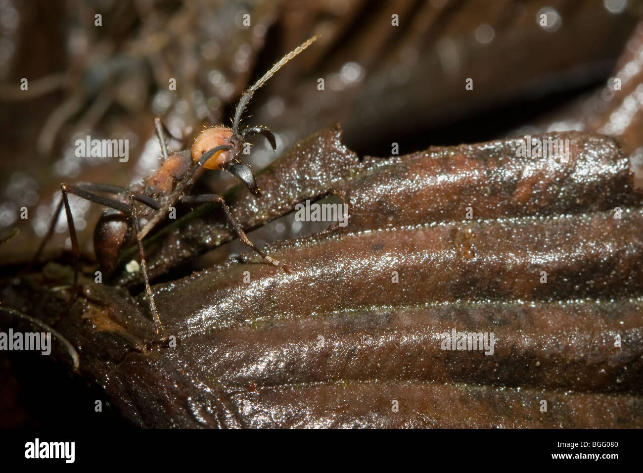 Ant Army High Resolution Stock Photography and Images - Alamy