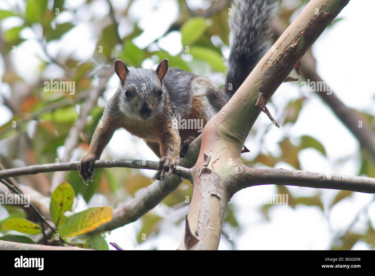 Variegated squirrel (Sciurus variegatoides), Costa Rica Stock Photo - Alamy