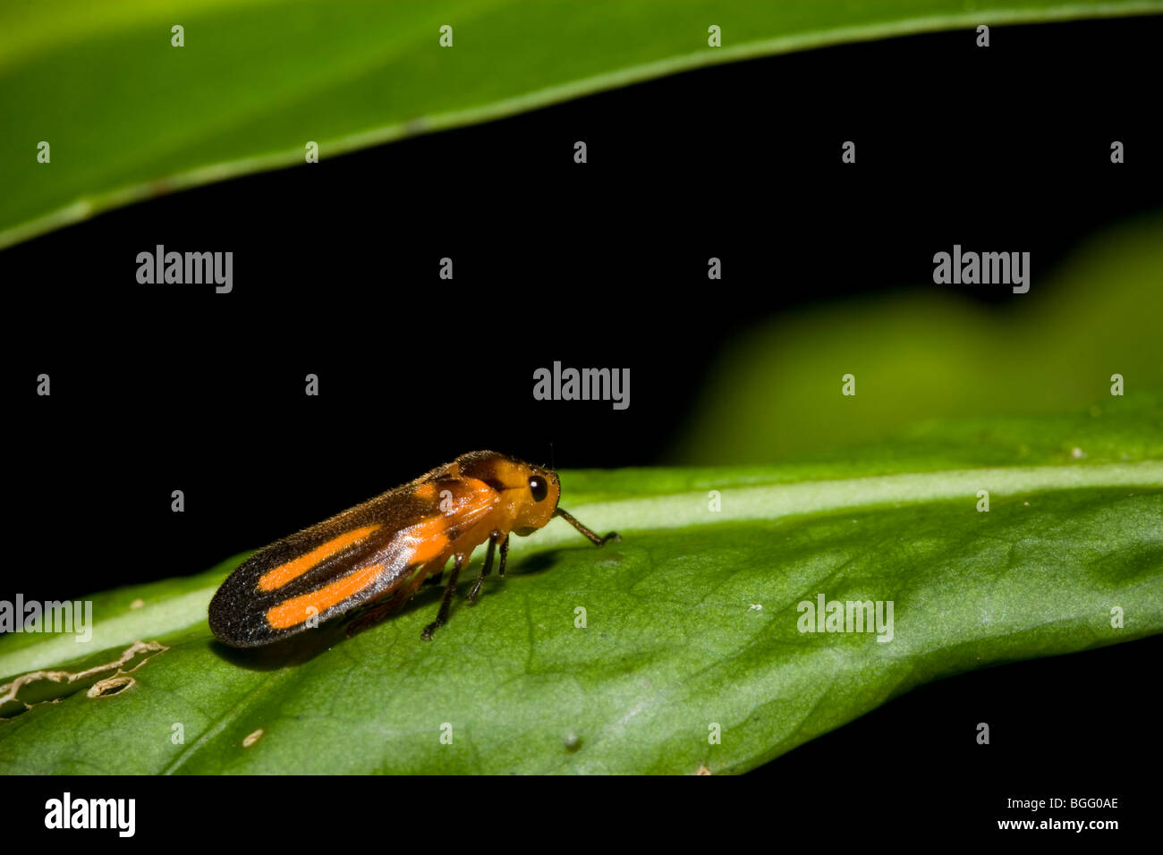 Tropical froghopper, order Hemiptera, family Cercopidae. Photographed ...