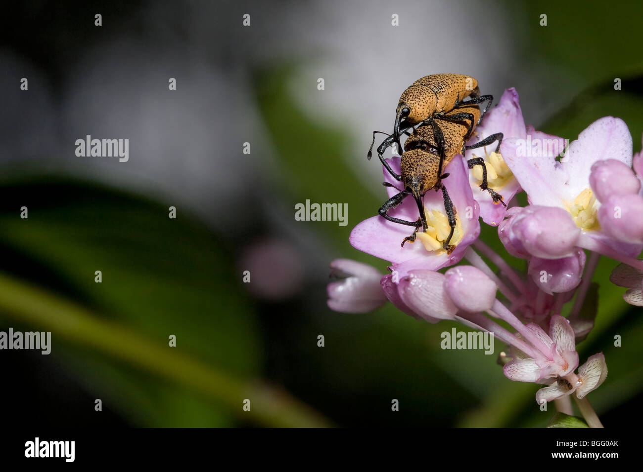 Mating weevils, family Curculionidae Stock Photo - Alamy