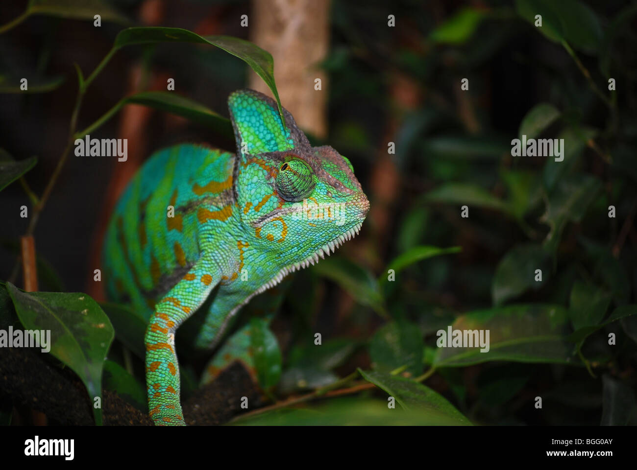 Veiled Chameleon Hunting High Resolution Stock Photography and Images ...