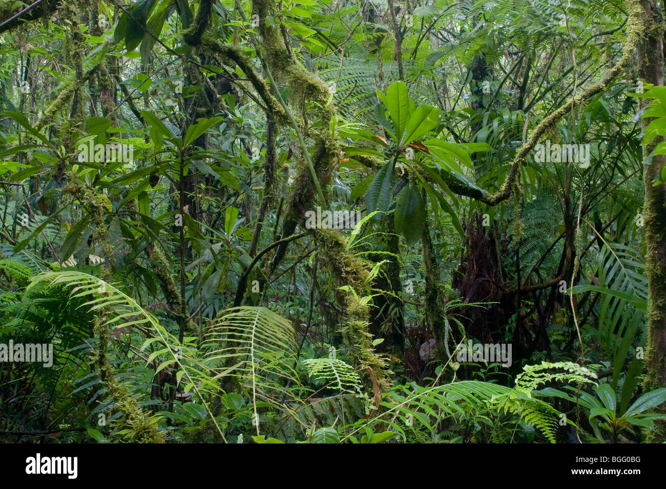 Junglescape hi-res stock photography and images - Alamy