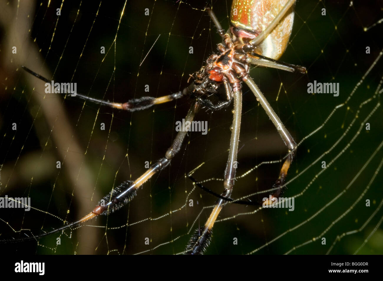 Close-up of a large golden orb-weaving spider Stock Photo - Alamy
