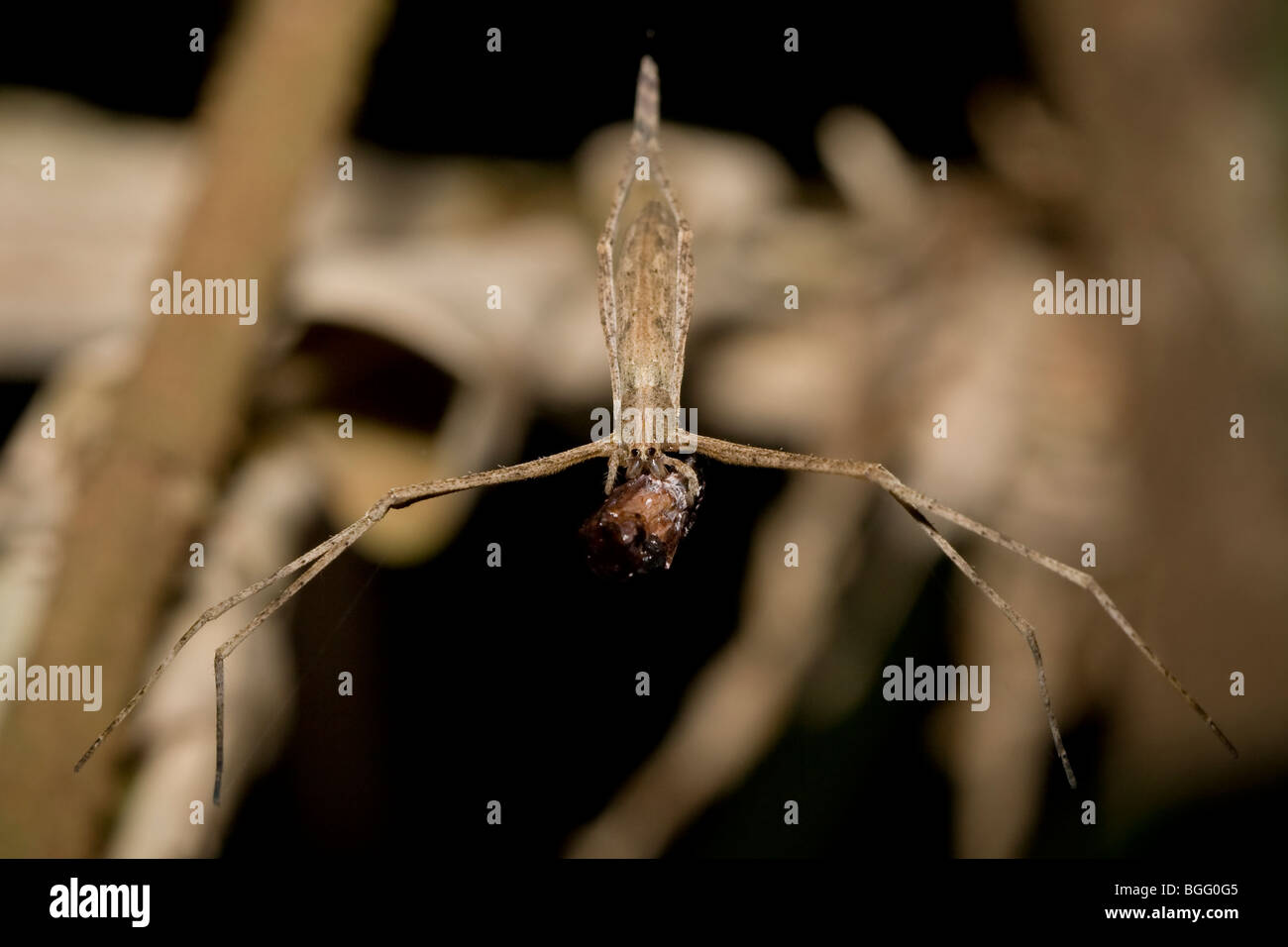 Ogre hi-res stock photography and images - Alamy