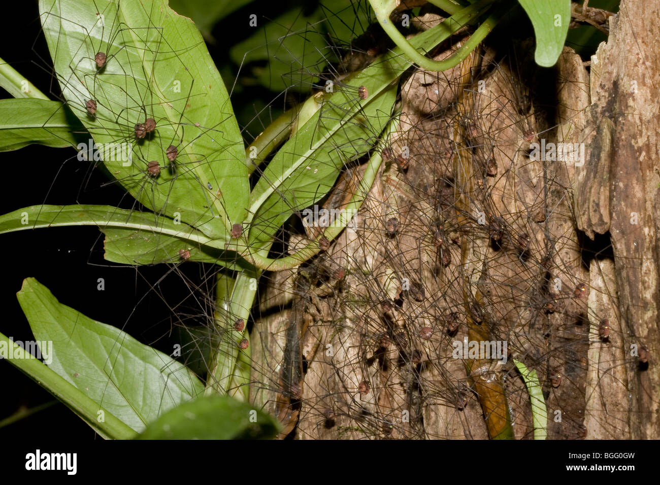 Harvestman opilionid aggregation hi-res stock photography and images ...