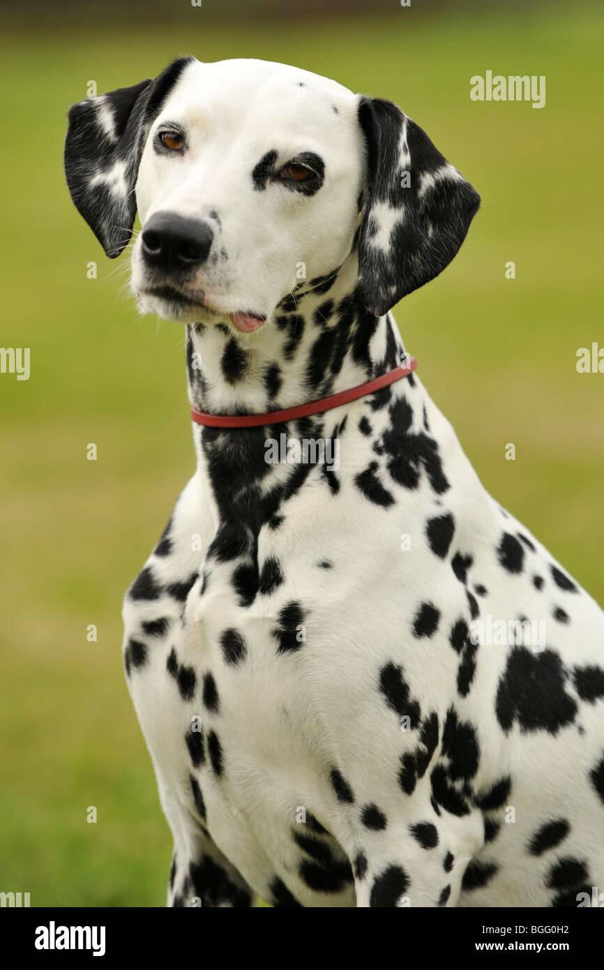 Dalmation High Resolution Stock Photography and Images - Alamy