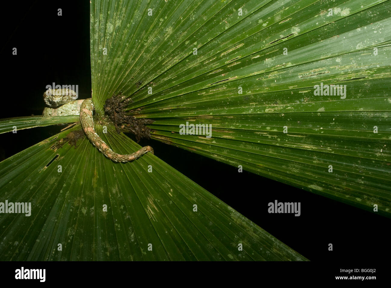 Eyelash pit viper, Bothriechis schlegelii; a highly venomous arboreal ...