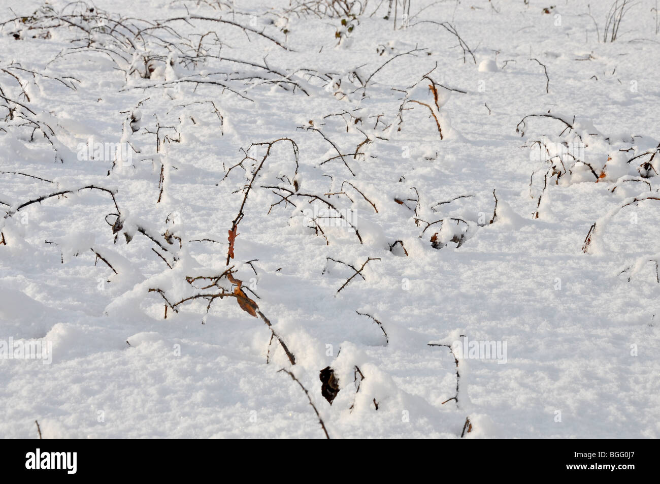 Snow covering bramble Stock Photo - Alamy