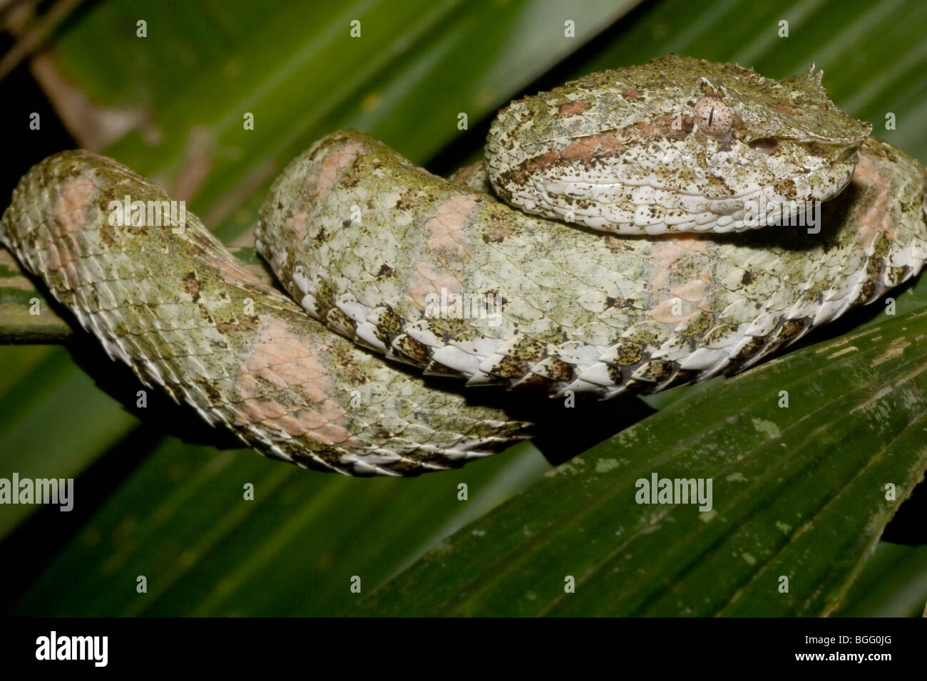 Eyelash pit viper, Bothriechis schlegelii; a highly venomous arboreal ...