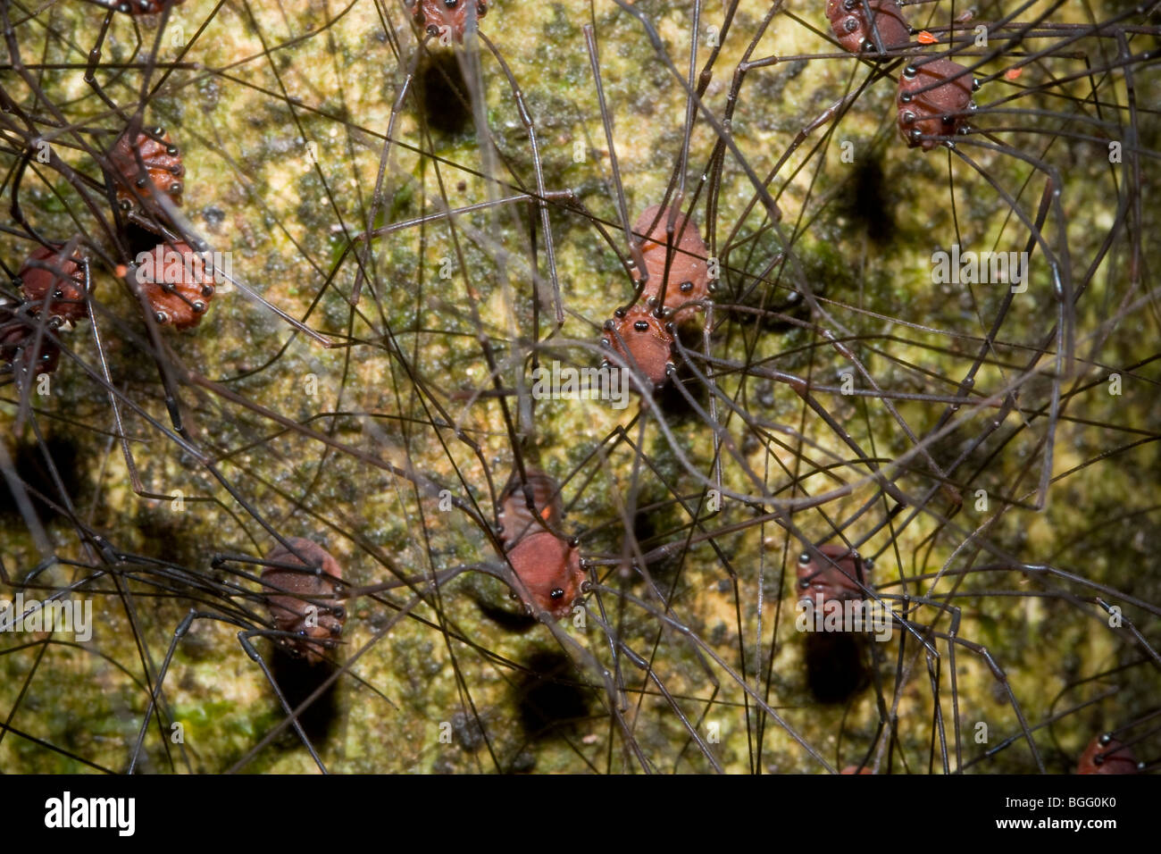 Harvestmen hi-res stock photography and images - Alamy