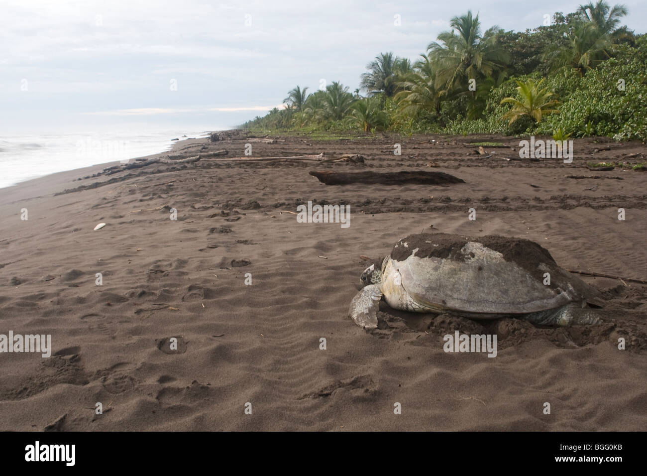 Female green sea turtle returning to the sea after laying her eggs in ...