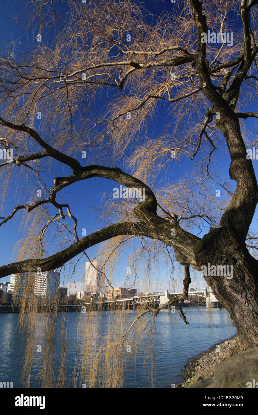 Waterfront view of a tree and the Willamette River in Portland Oregon ...
