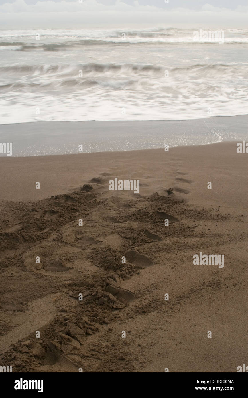 Sea turtle tracks leading into the ocean. Photographed in Costa Rica ...
