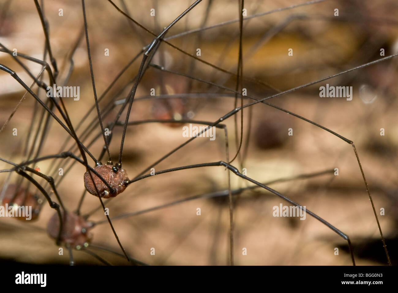 Harvestman opilionid aggregation hi-res stock photography and images ...