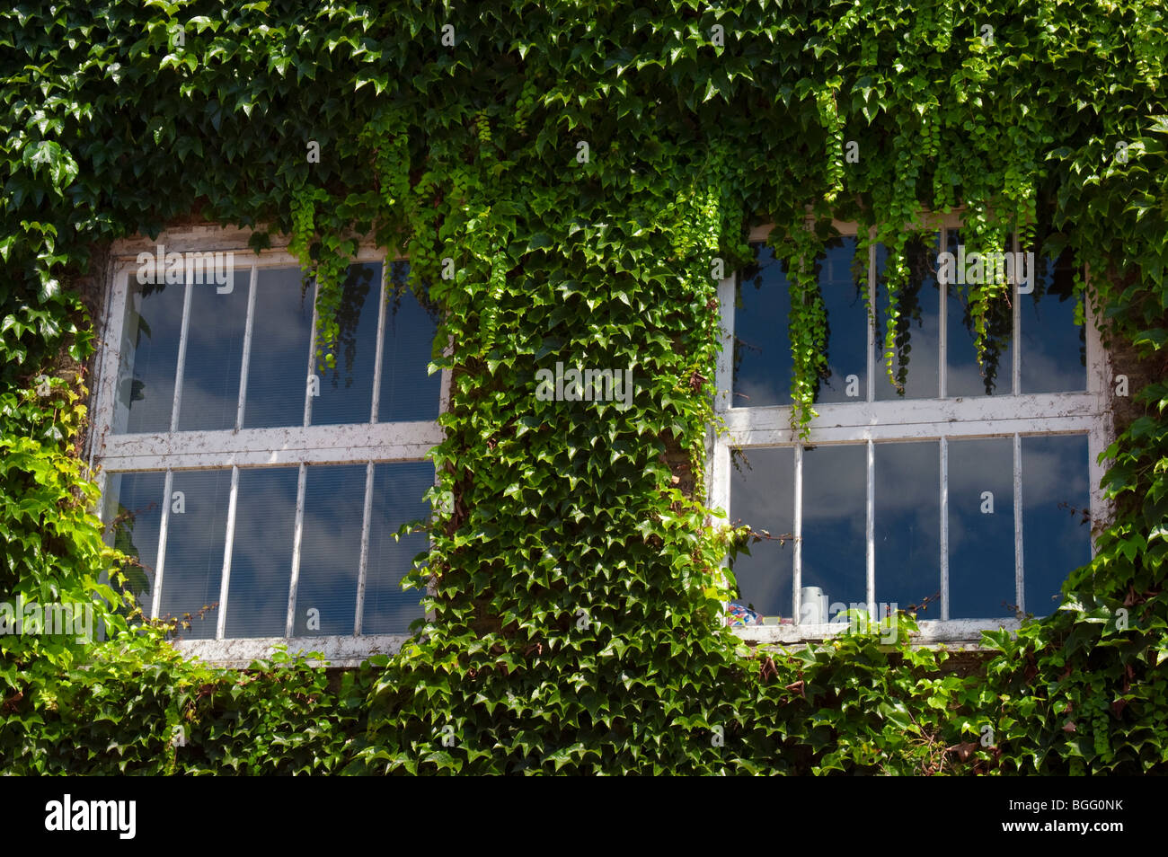 Two windows in an ivy covered wall Stock Photo - Alamy